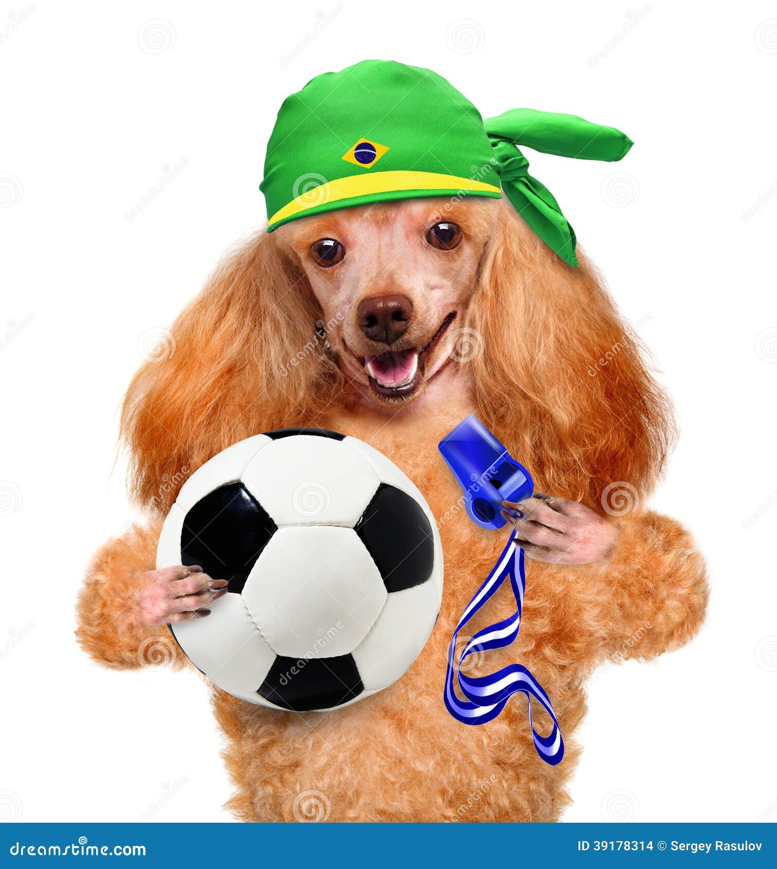 Dog playing football stock photo. Image of soccer, football - 39178314