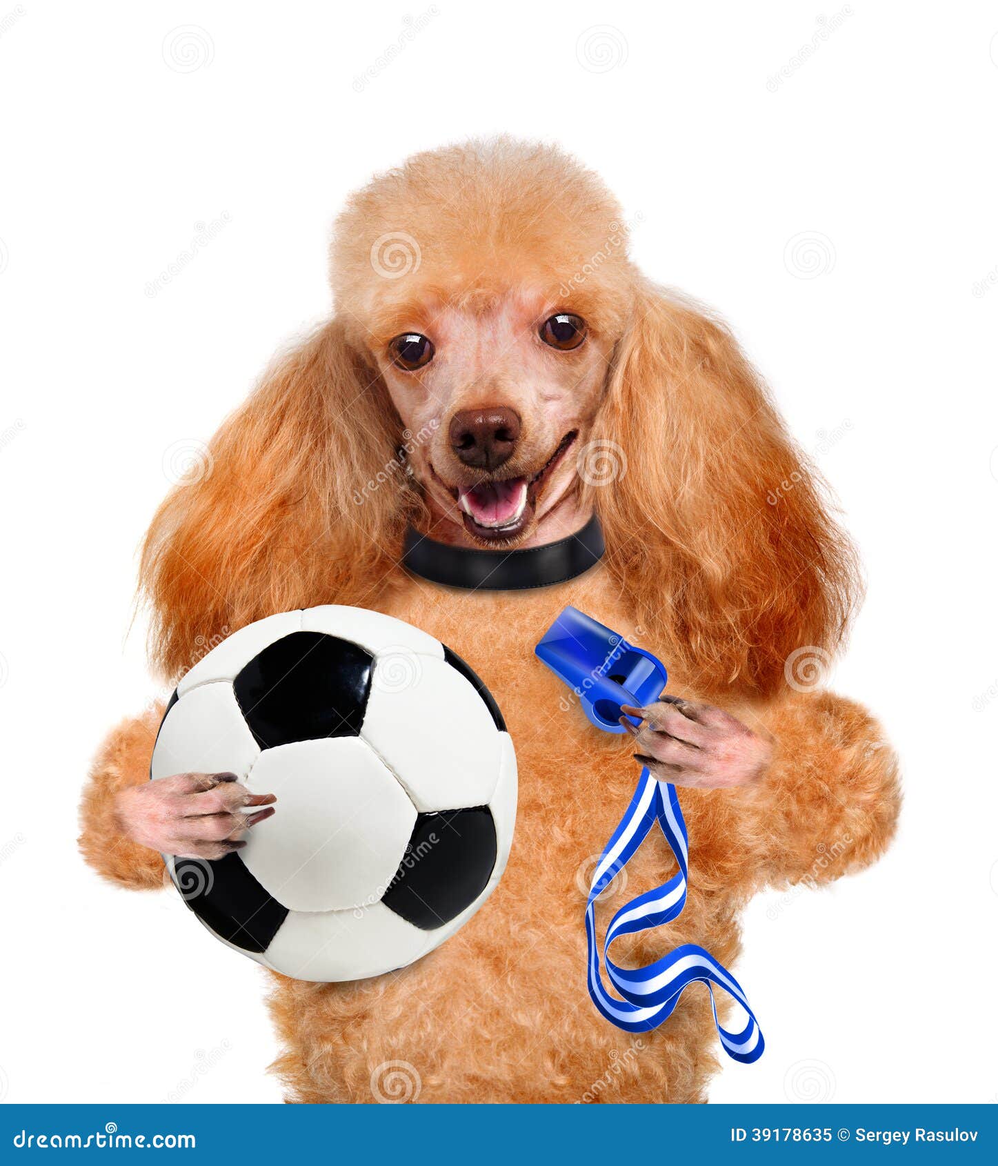 Dog playing football stock image. Image of funny, brazil - 39178635