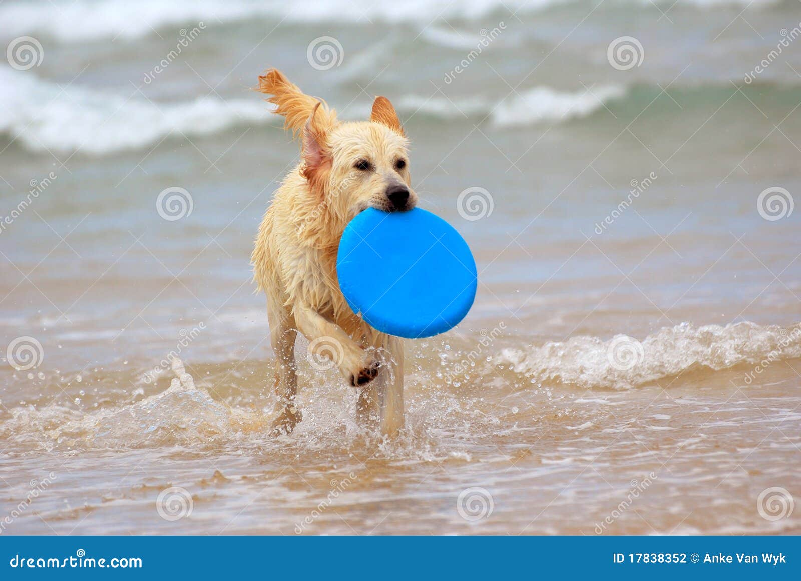 Dog playing with frisbee stock photo. Image of activity - 17838352