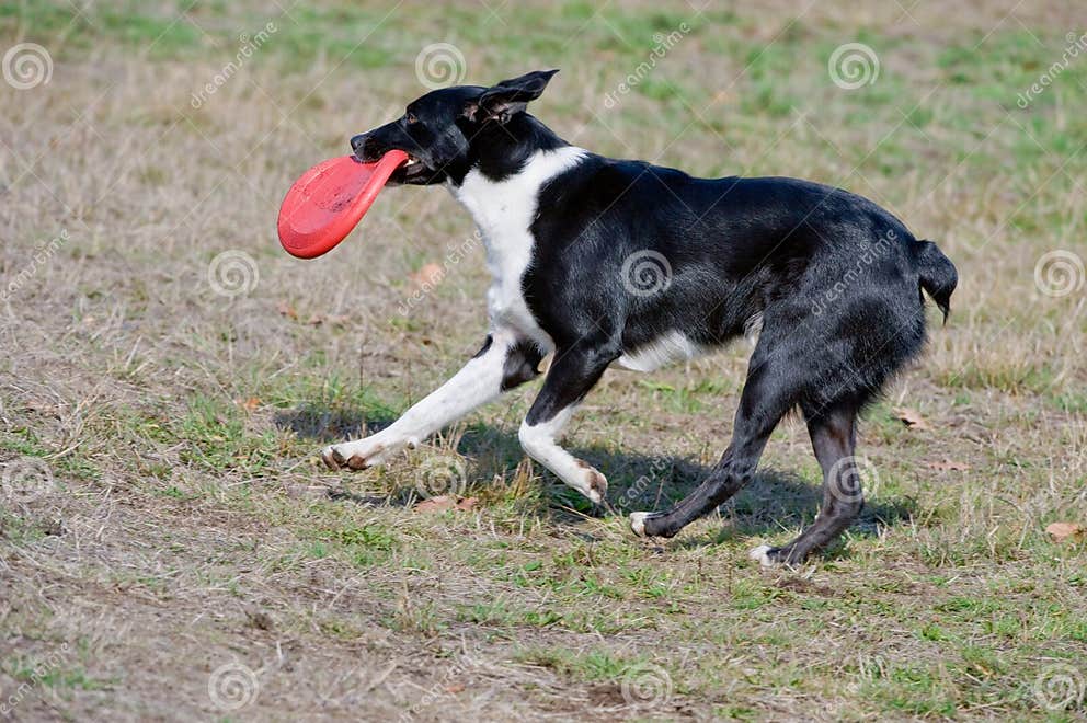 Dog playing with frisbee stock photo. Image of outdoor - 6926574
