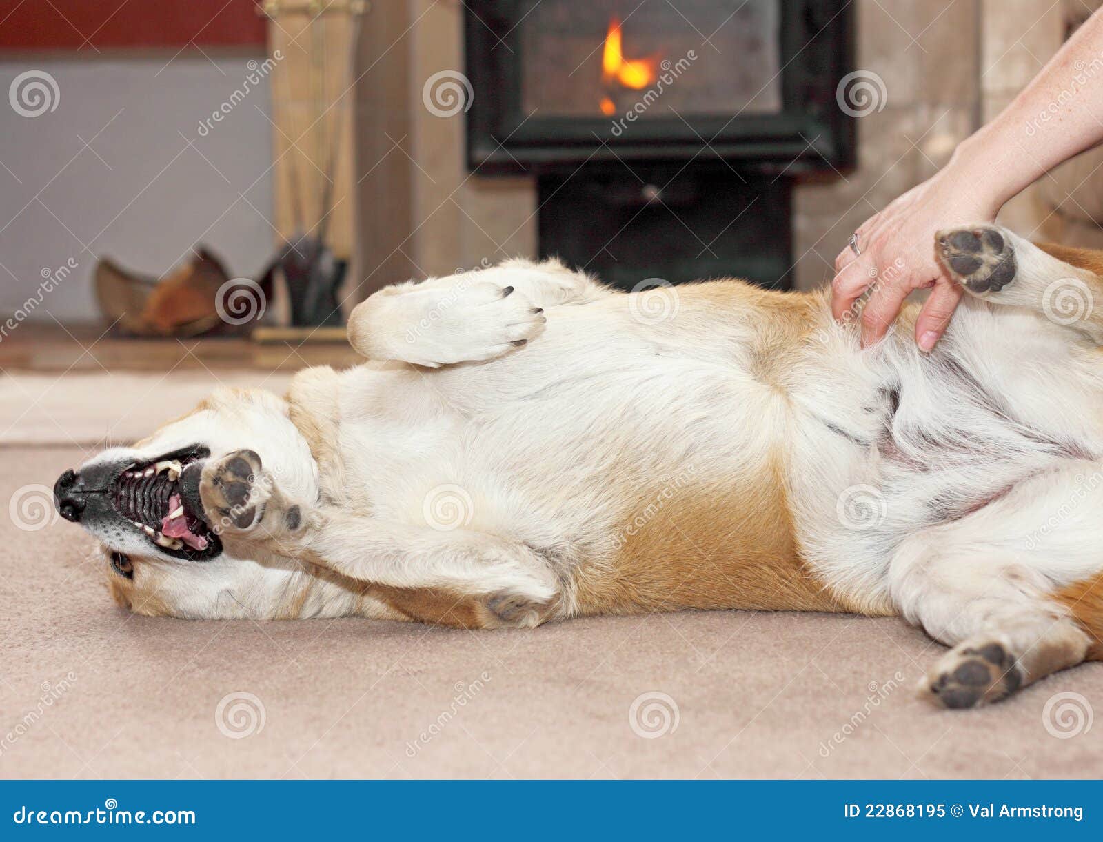Dog Playing in Front of Fire Stock Image - Image of funny, fauna: 22868195