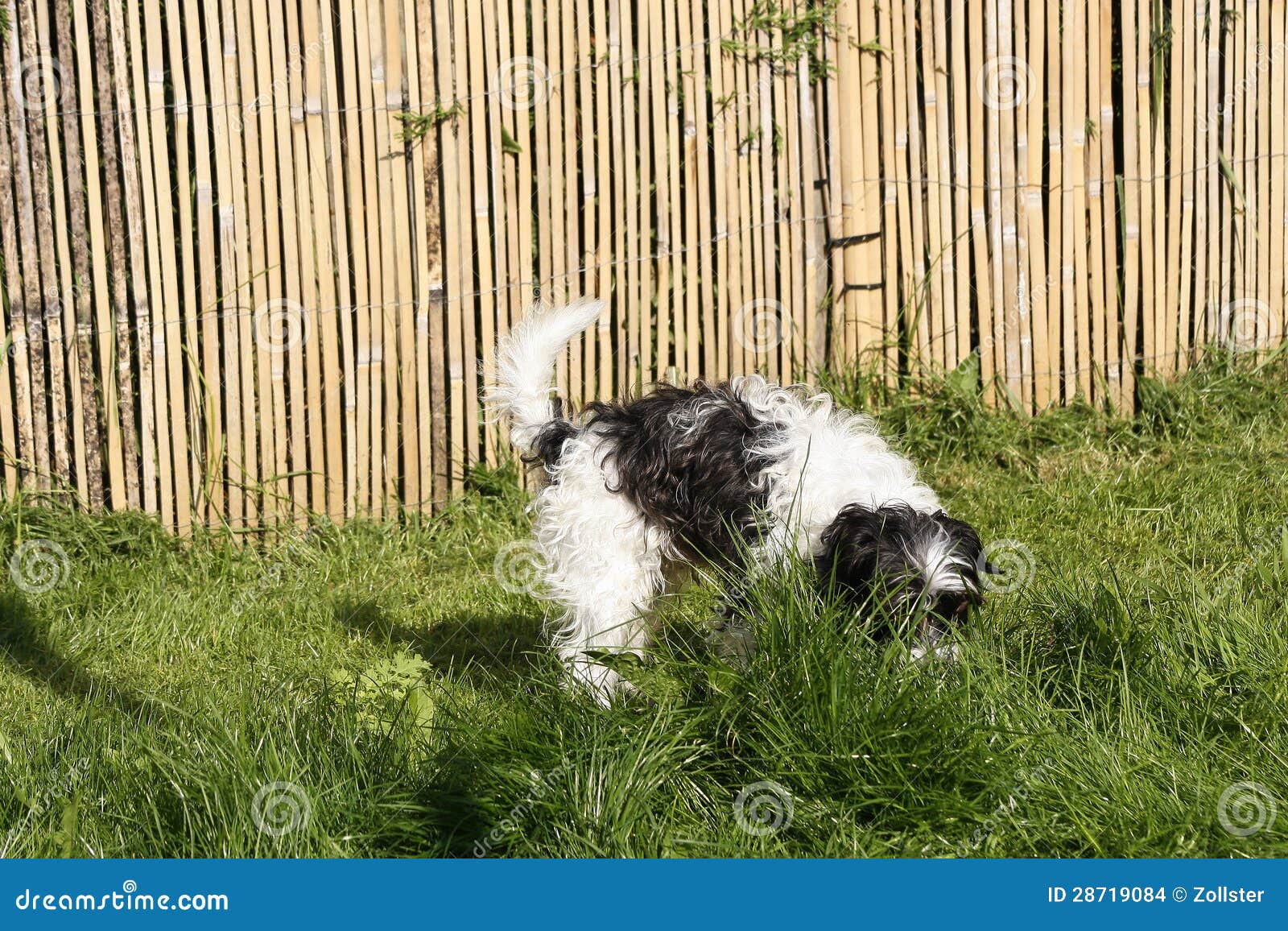 Dog playing in grass stock photo. Image of canis, sniff - 28719084