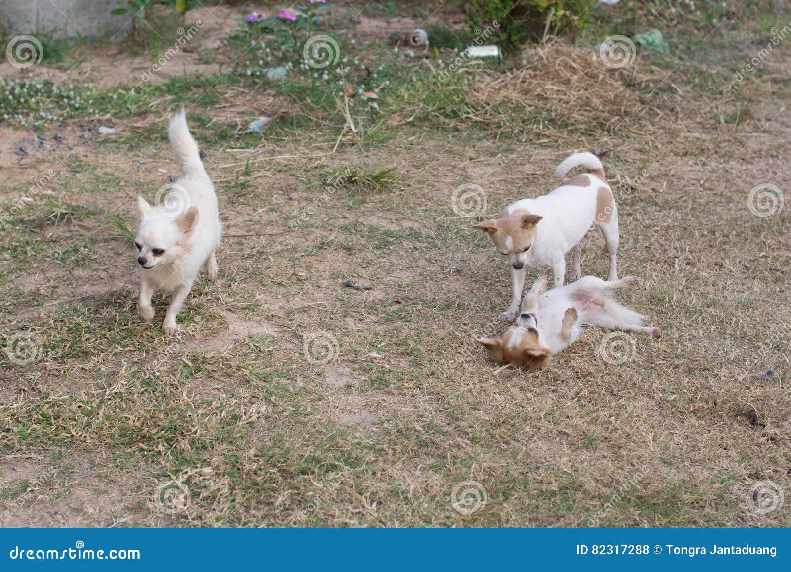 Dog Playing in the Grass Scattered Trash-strewn Field All Happy Stock ... Dog Playing in the Grass Scattered Trash-strewn Field All Happy Stock ...