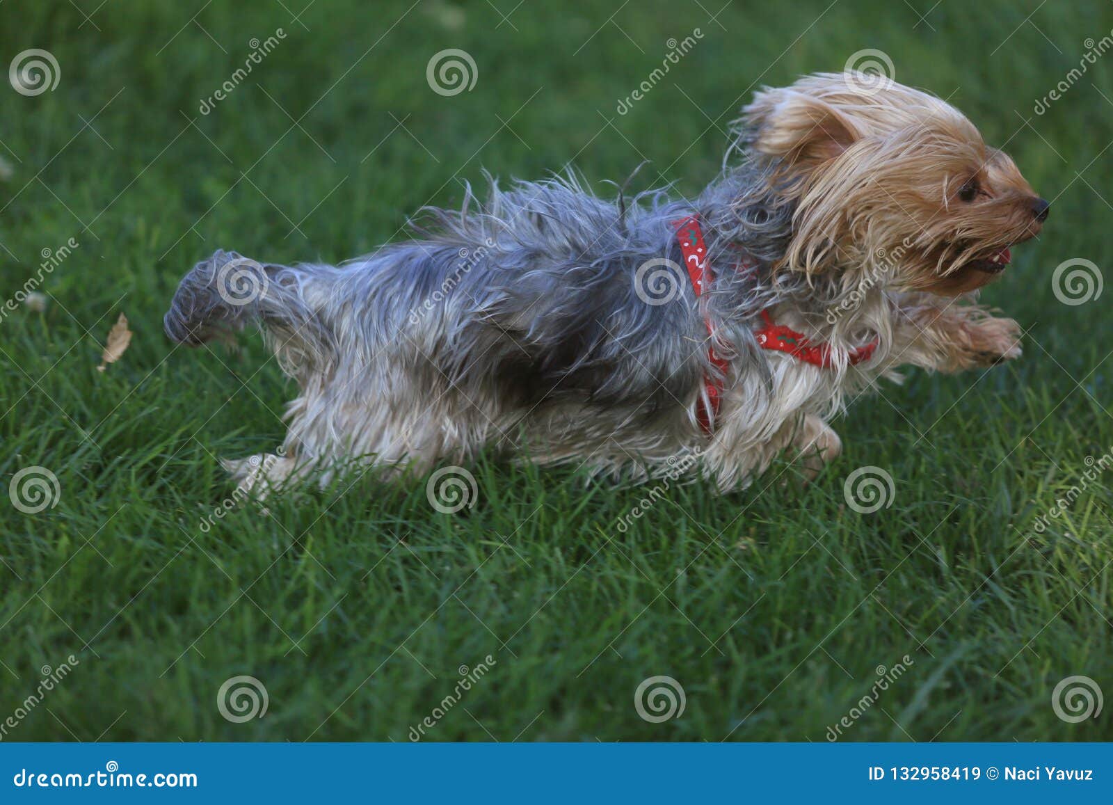 Yorkshire Terrier Running on the Grass Stock Image - Image of outdoor ...
