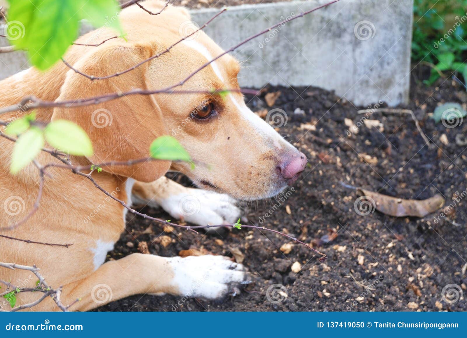 A Dog is Playing on the Ground. he is Enjoy Digging the Ground Hole ...