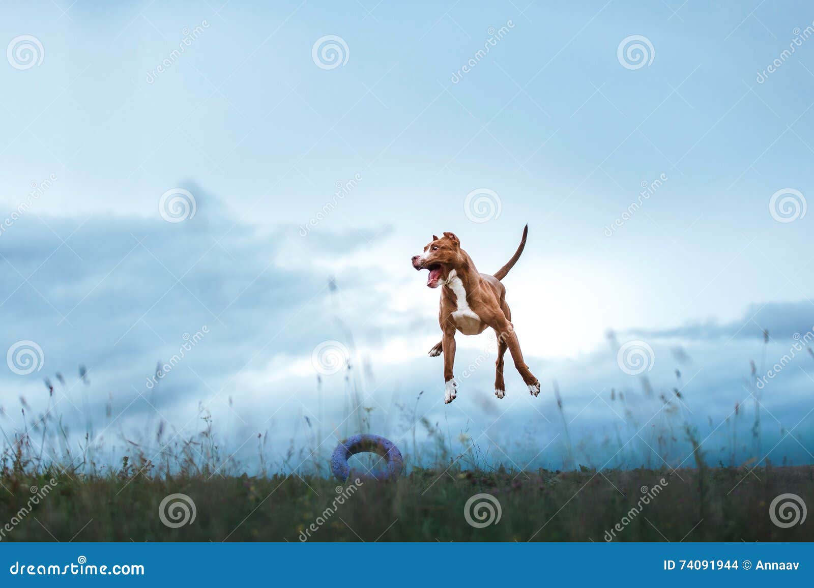 Dog Playing, Jumping, Pit Bull Terrier Stock Photo - Image of energy ...