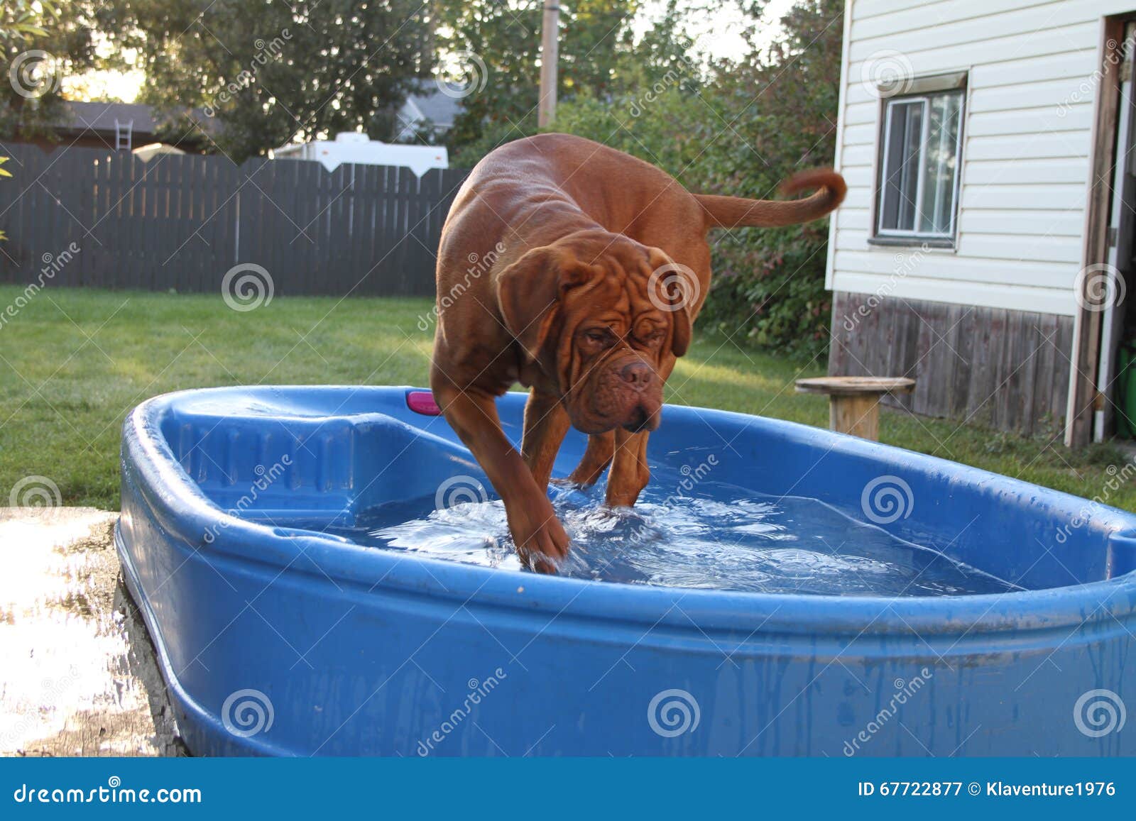 Dog playing in kiddy pool stock image. Image of water - 67722877