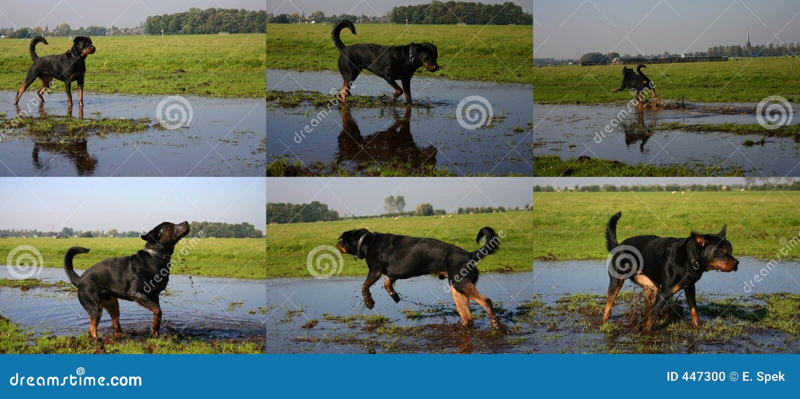 Dog playing in the mud stock photo. Image of play, black - 447300