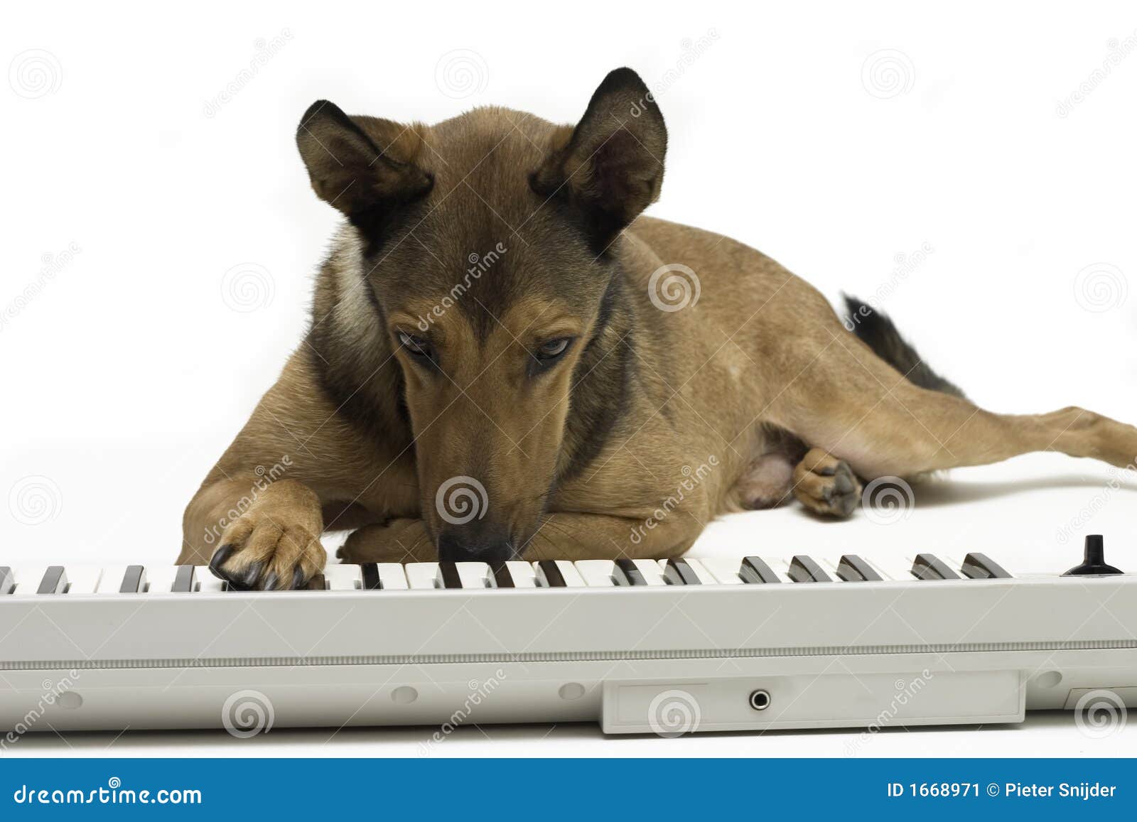Dog Playing Music on Keyboard Stock Image - Image of composing, music ...