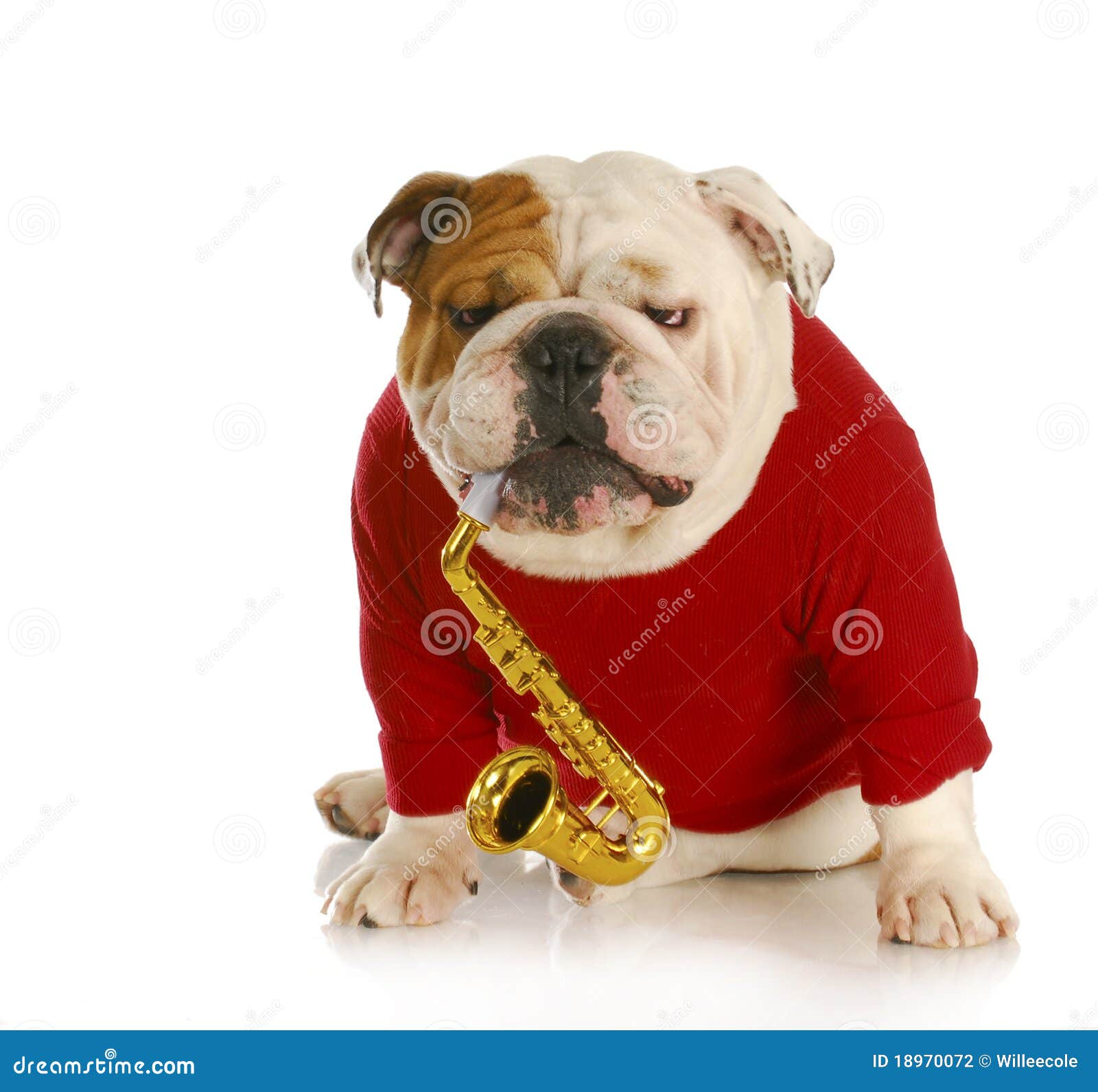 Dog Playing Musical Instrument Stock Photo - Image of looking, brown ...