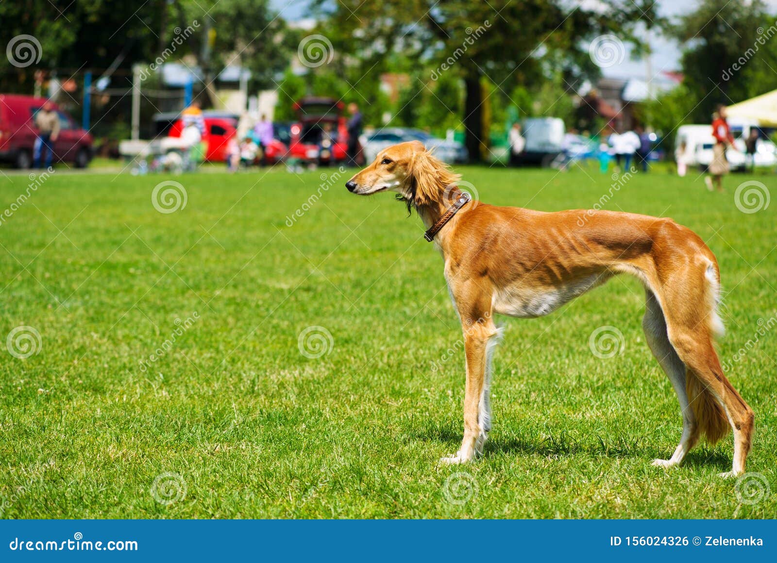 Dog playing outside stock photo. Image of beautiful - 156024326
