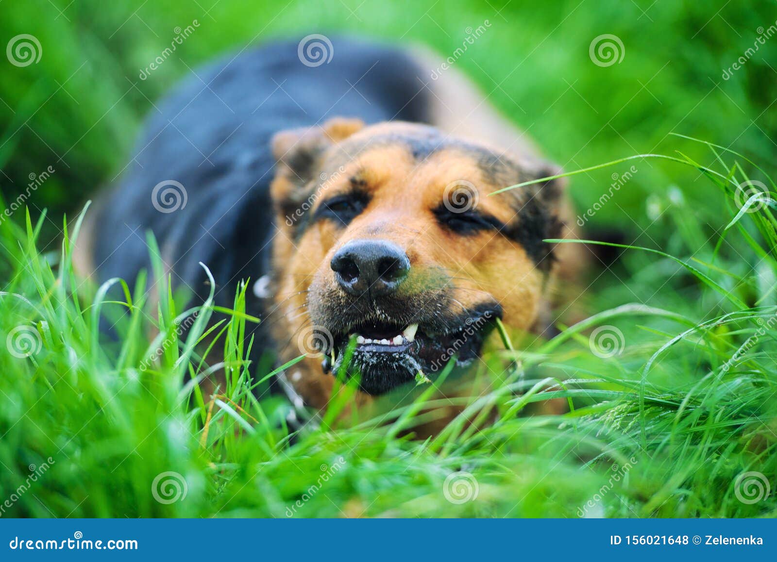 Dog playing outside smiles stock photo. Image of funny - 156021648