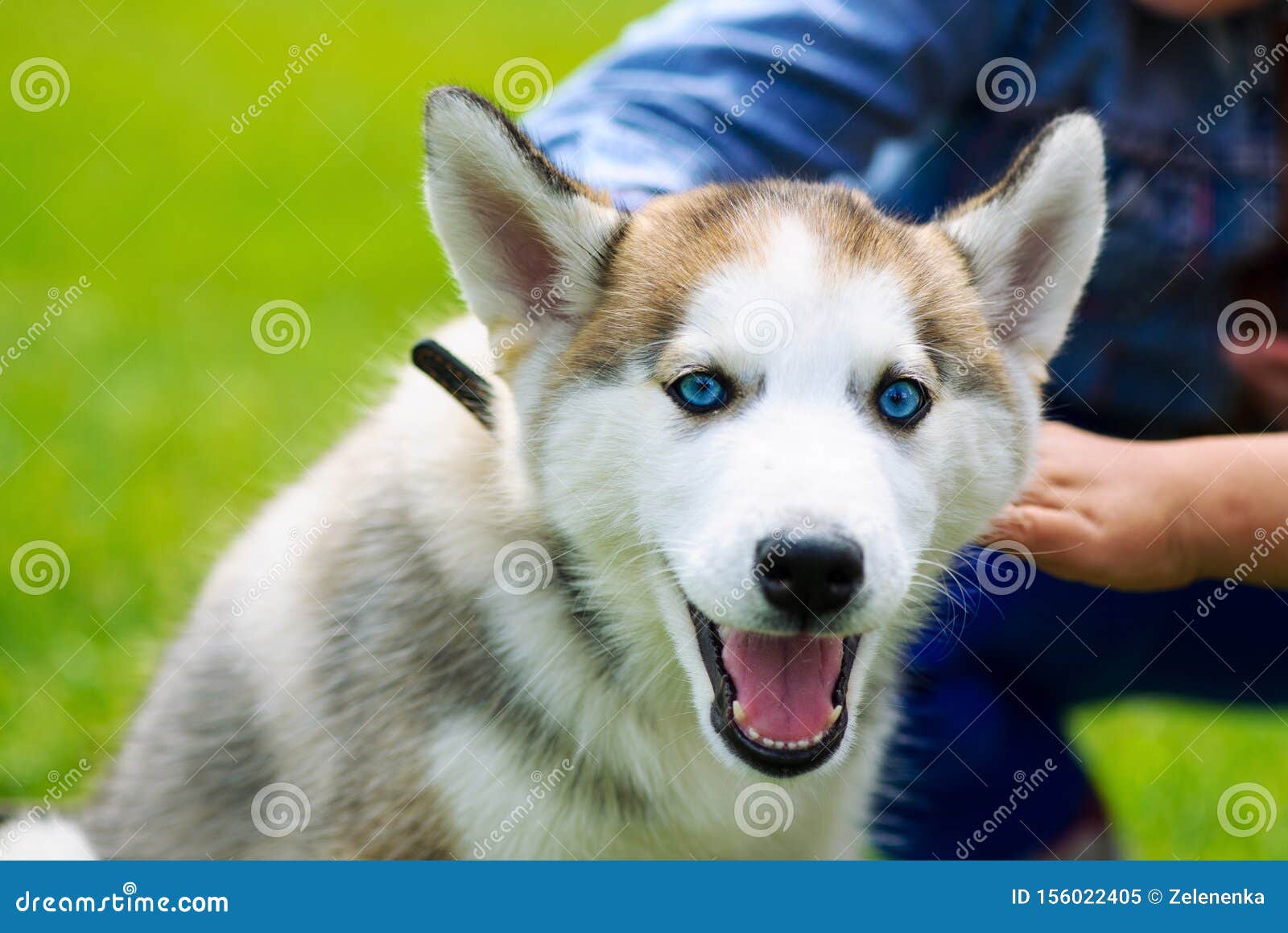 Dog playing outside smiles stock image. Image of beautiful - 156022405