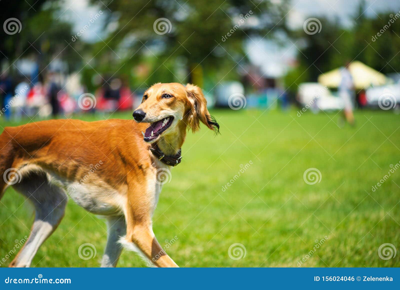 Dog playing outside smiles stock photo. Image of funny - 156024046