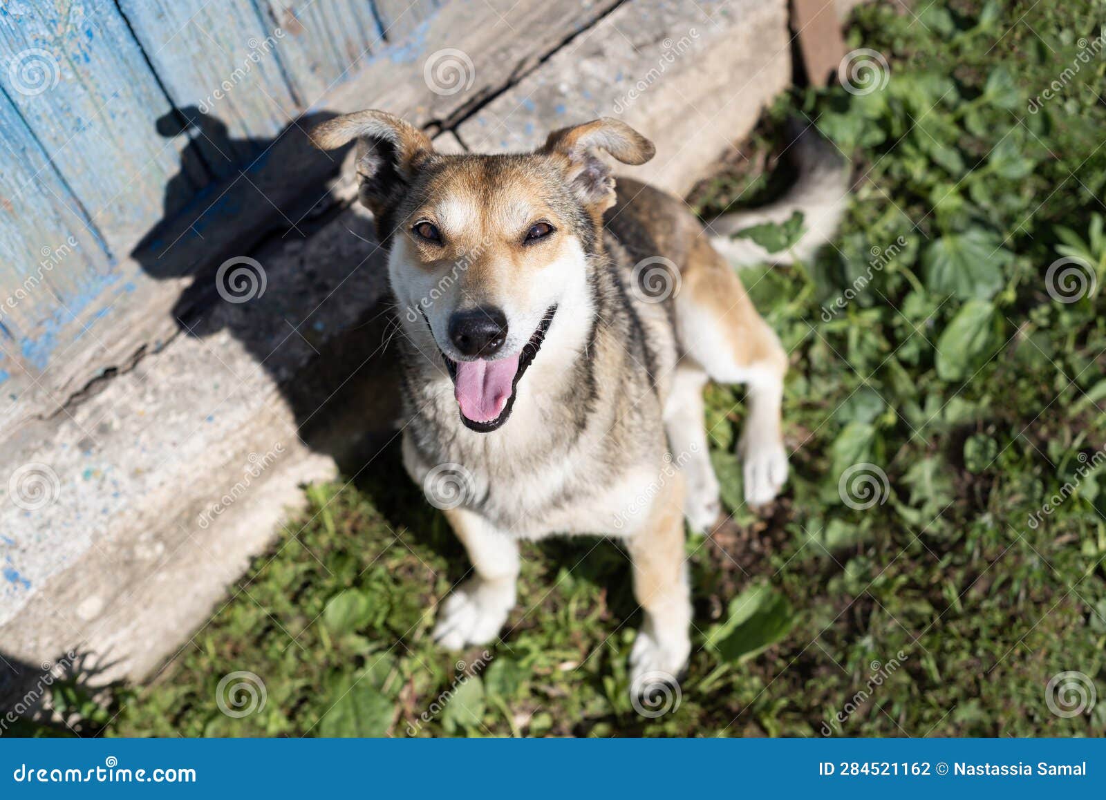 Dog Playing Outside Smiles. Curious Dog Looking at the Camera Stock ...