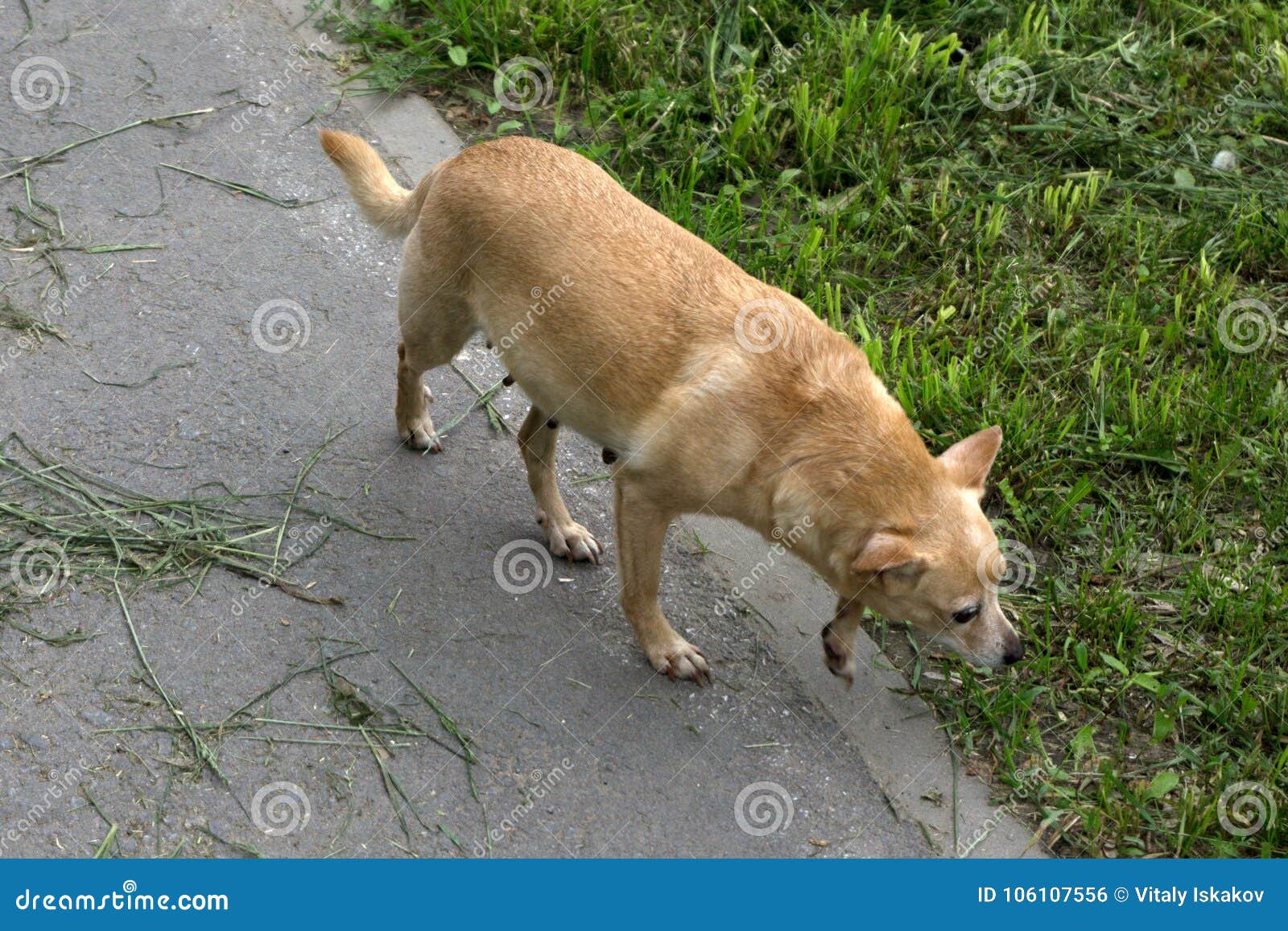 Dog Playing Outside Smiles the Dark One . Stock Photo - Image of dark ...