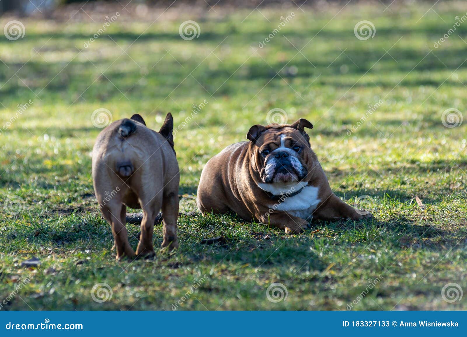 Two Bulldogs Playing in the Park Stock Image - Image of beautiful ...