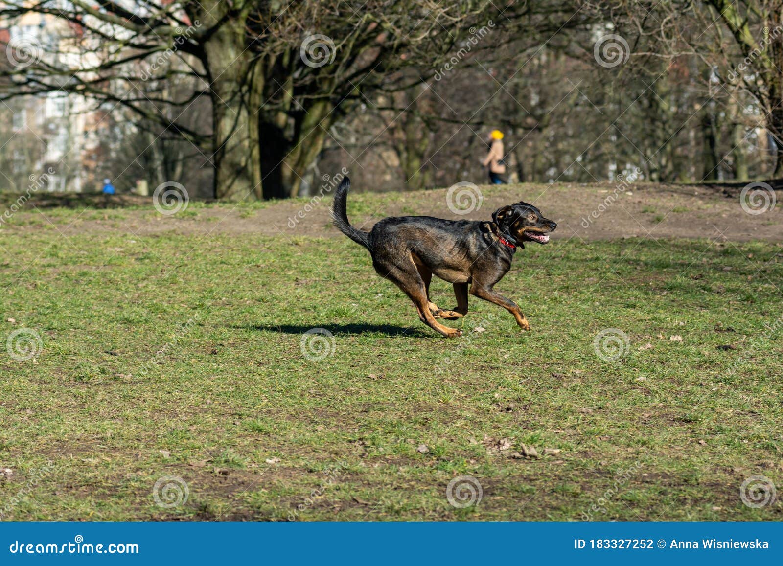 Dog playing in the park stock photo. Image of grass - 183327252