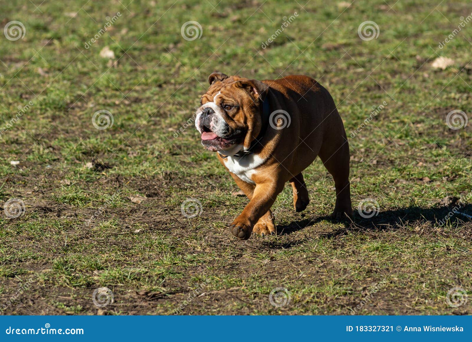 Bulldog on a Walk in the Park Stock Image - Image of bulldog, playing ...