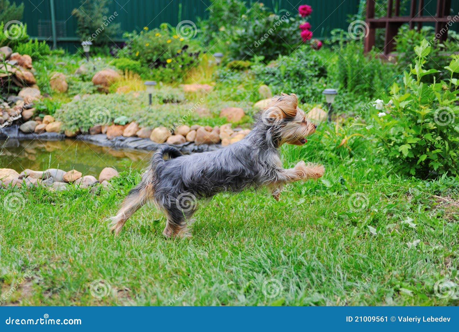 Dog playing in the park stock image. Image of breed, mammal - 21009561