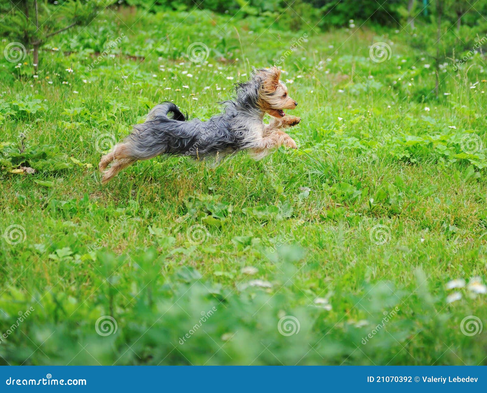 Dog playing in the park stock photo. Image of domestic - 21070392
