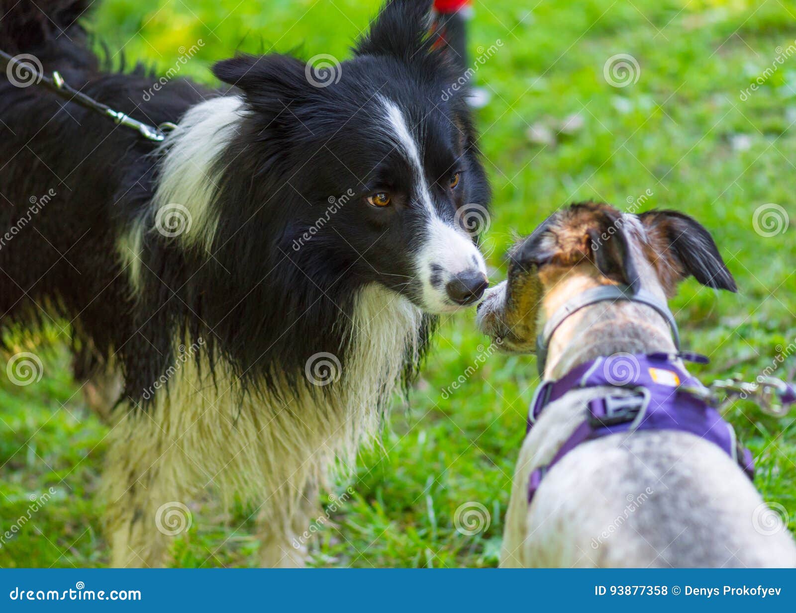 Dog playing at park stock photo. Image of beautiful, black - 93877358