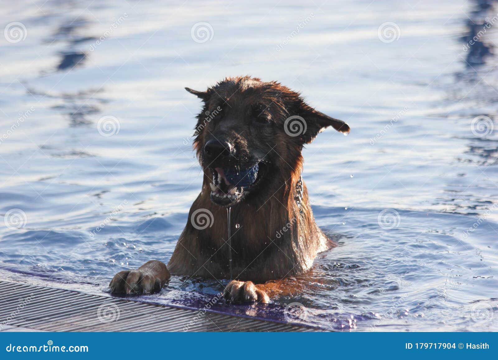 Dog playing in a pool stock photo. Image of pool, swimming - 179717904