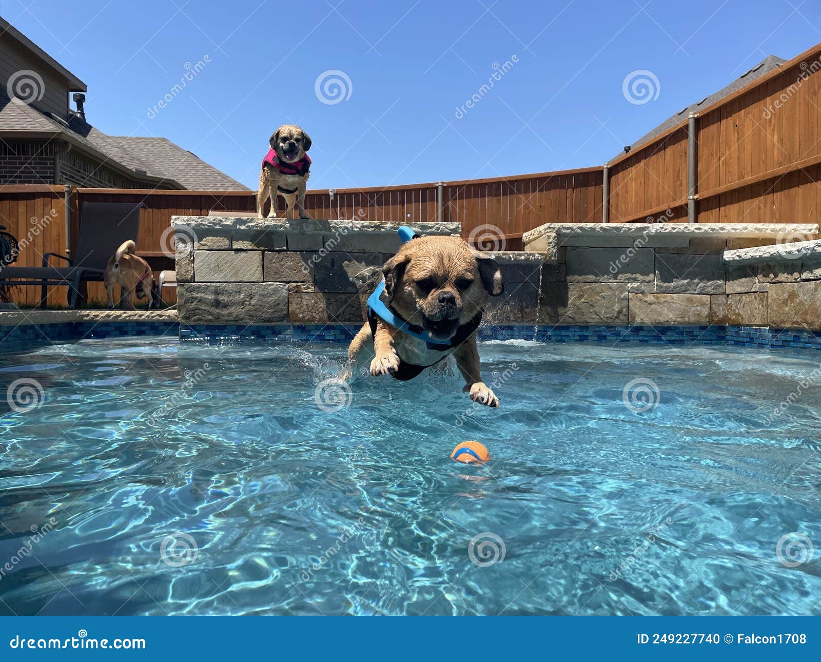 Dog playing in the pool stock photo. Image of water - 249227740