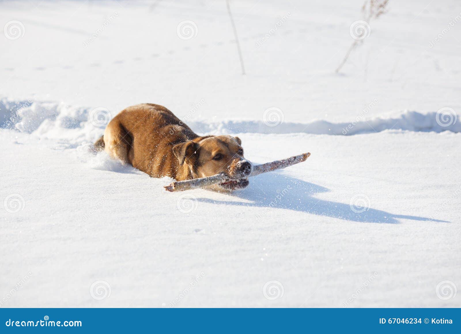 Dog Playing and Retrieving a Stick Stock Photo - Image of fall, season ...
