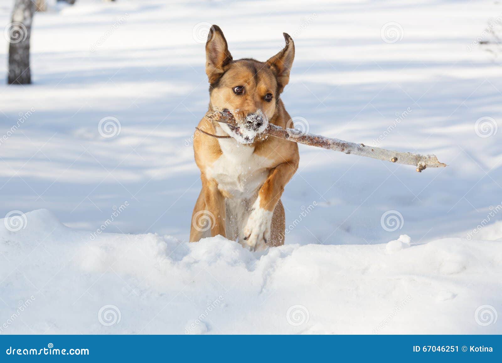 Dog Playing and Retrieving a Stick Stock Image - Image of leaves, bush ...