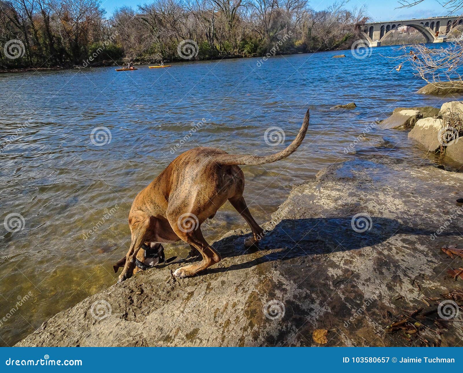 Dog playing in the river stock image. Image of fall - 103580657