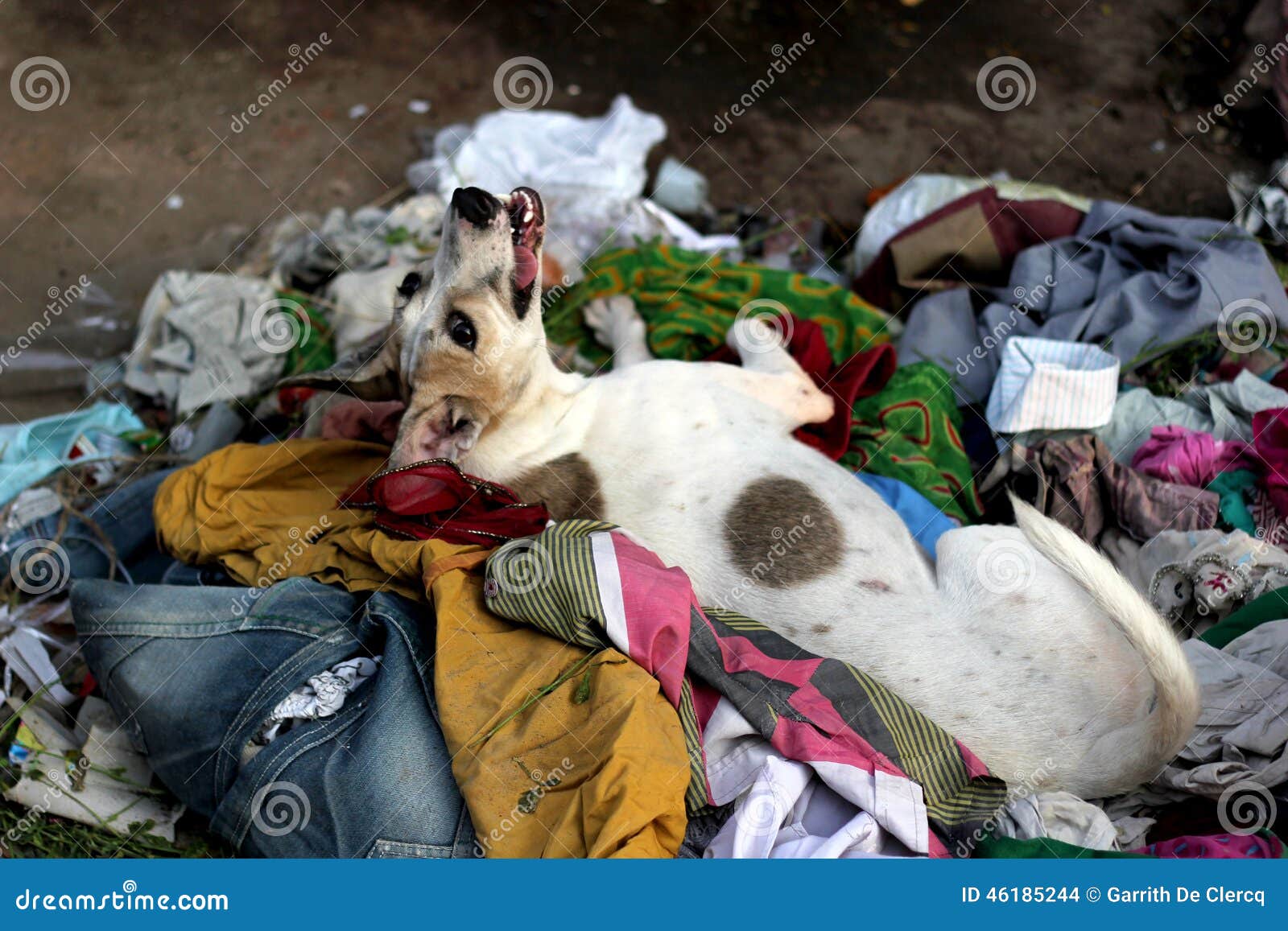 Dog Playing in the Rubbish stock photo. Image of time - 46185244