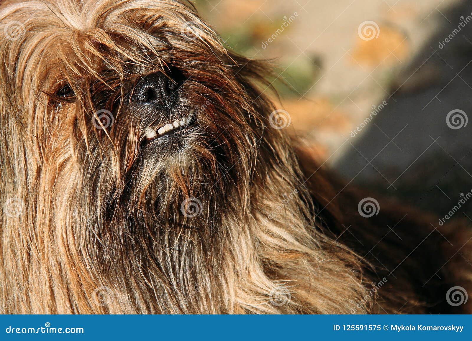 Dog playing smiles stock image. Image of lawn, domestic - 125591575