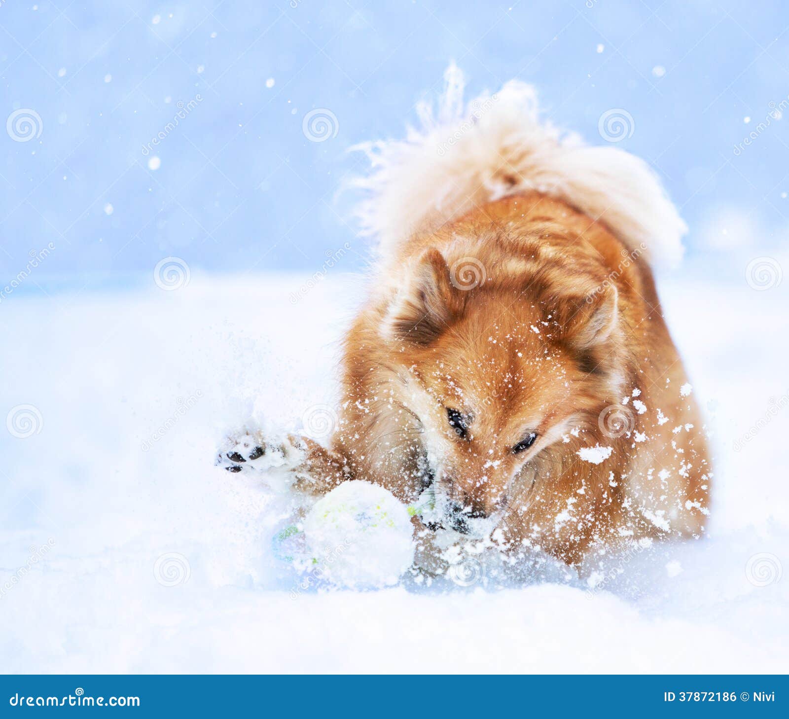 Dog playing in the snow stock photo. Image of playing - 37872186