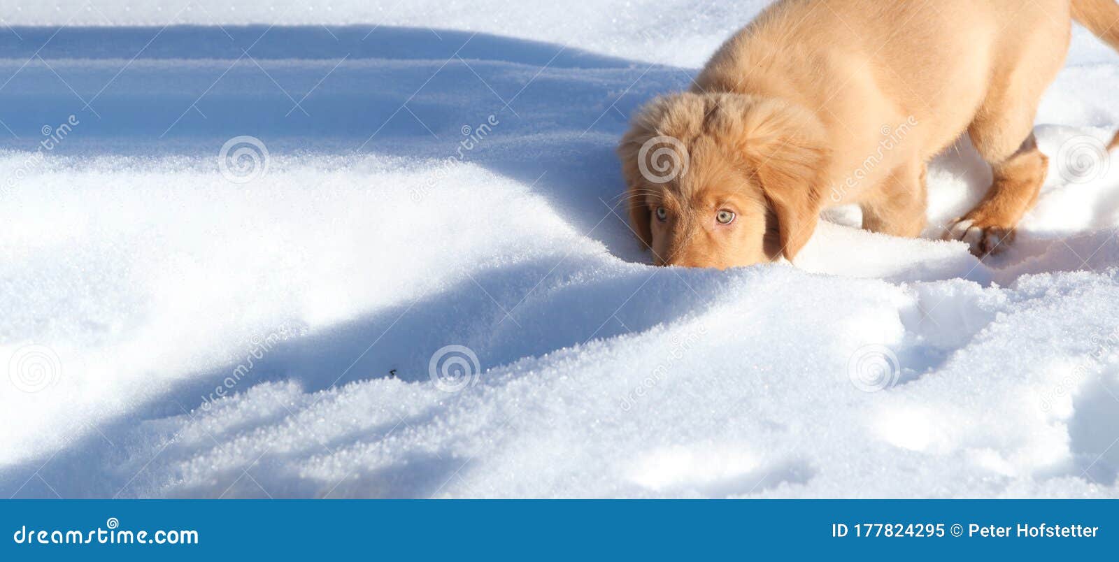 Dog Playing in Snow with Nose Stuck in Ground Stock Image - Image of ...