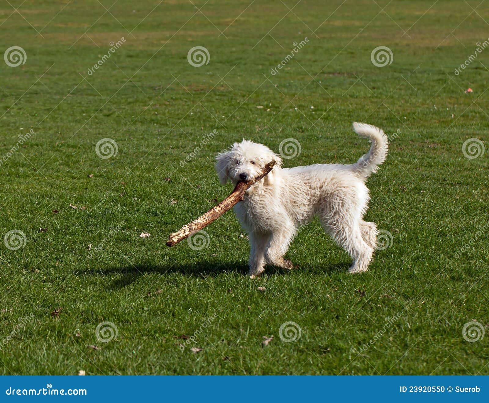 Dog Playing with Stick stock photo. Image of play, stick - 23920550