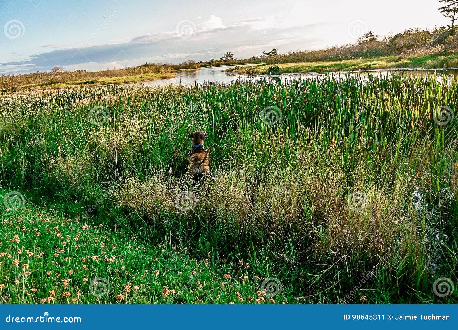Dog Playing in Tall Marsh Grass Stock Image - Image of handsome, blue ...