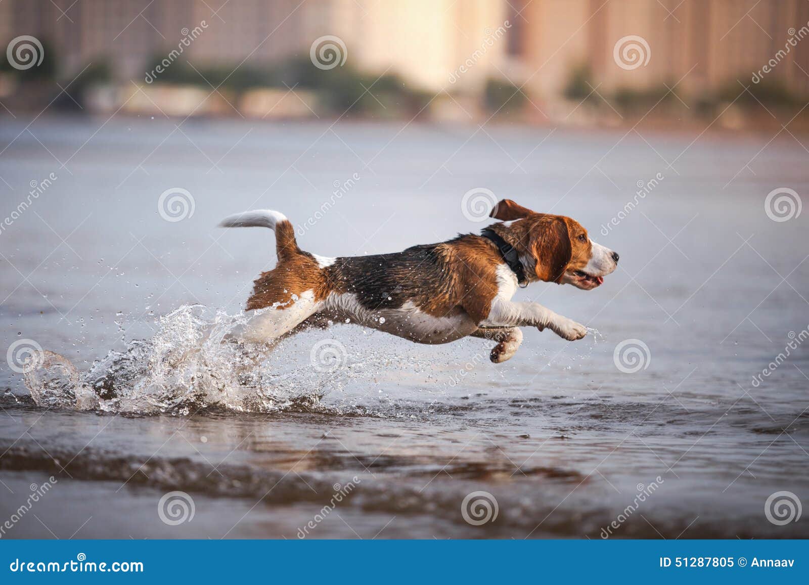 Dog playing in water stock image. Image of canine, beach - 51287805