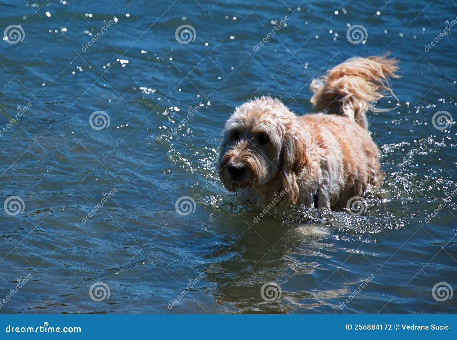 Dog playing in water stock photo. Image of domestic - 256884172