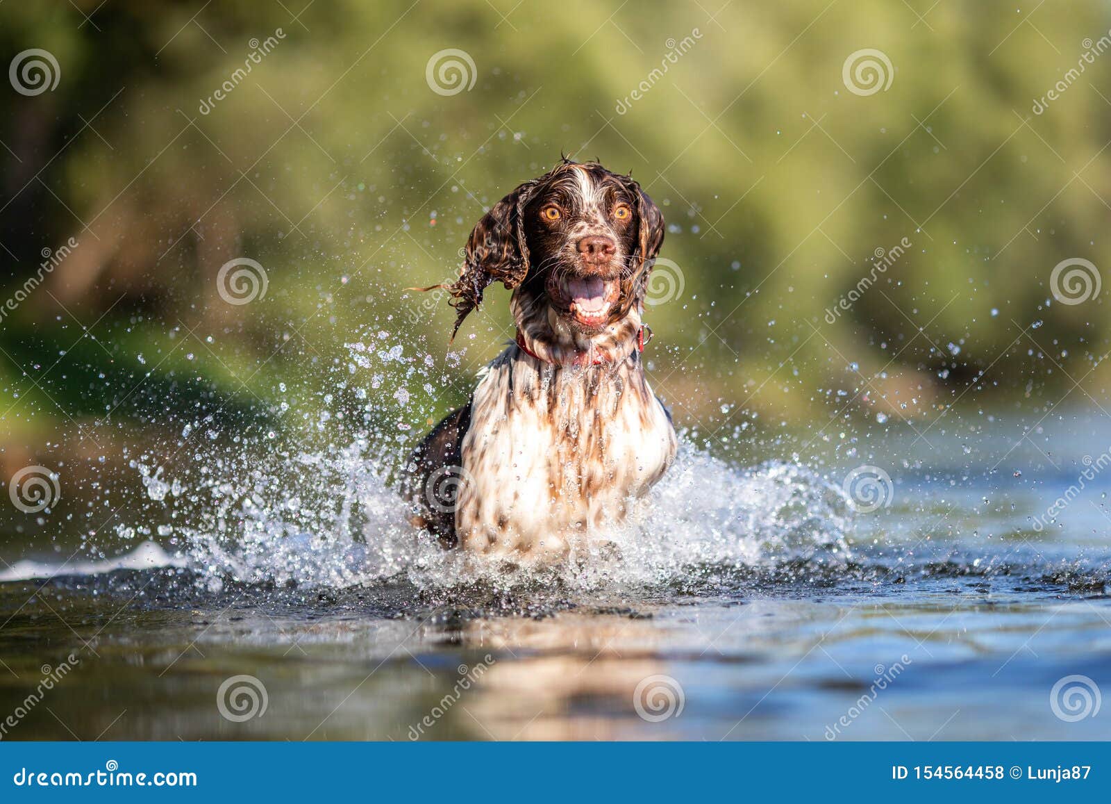 Dog Playing in Water - Springer Spaniel Stock Photo - Image of summer ...