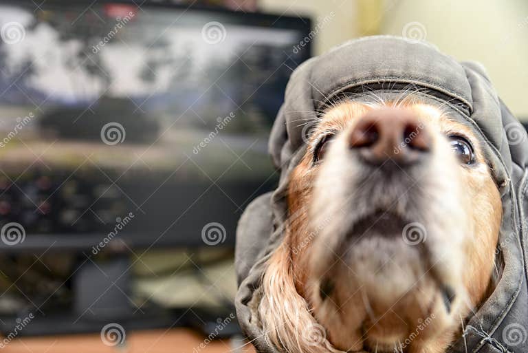 The Dog Plays the Computer Game 2019 Stock Image - Image of muzzle ...