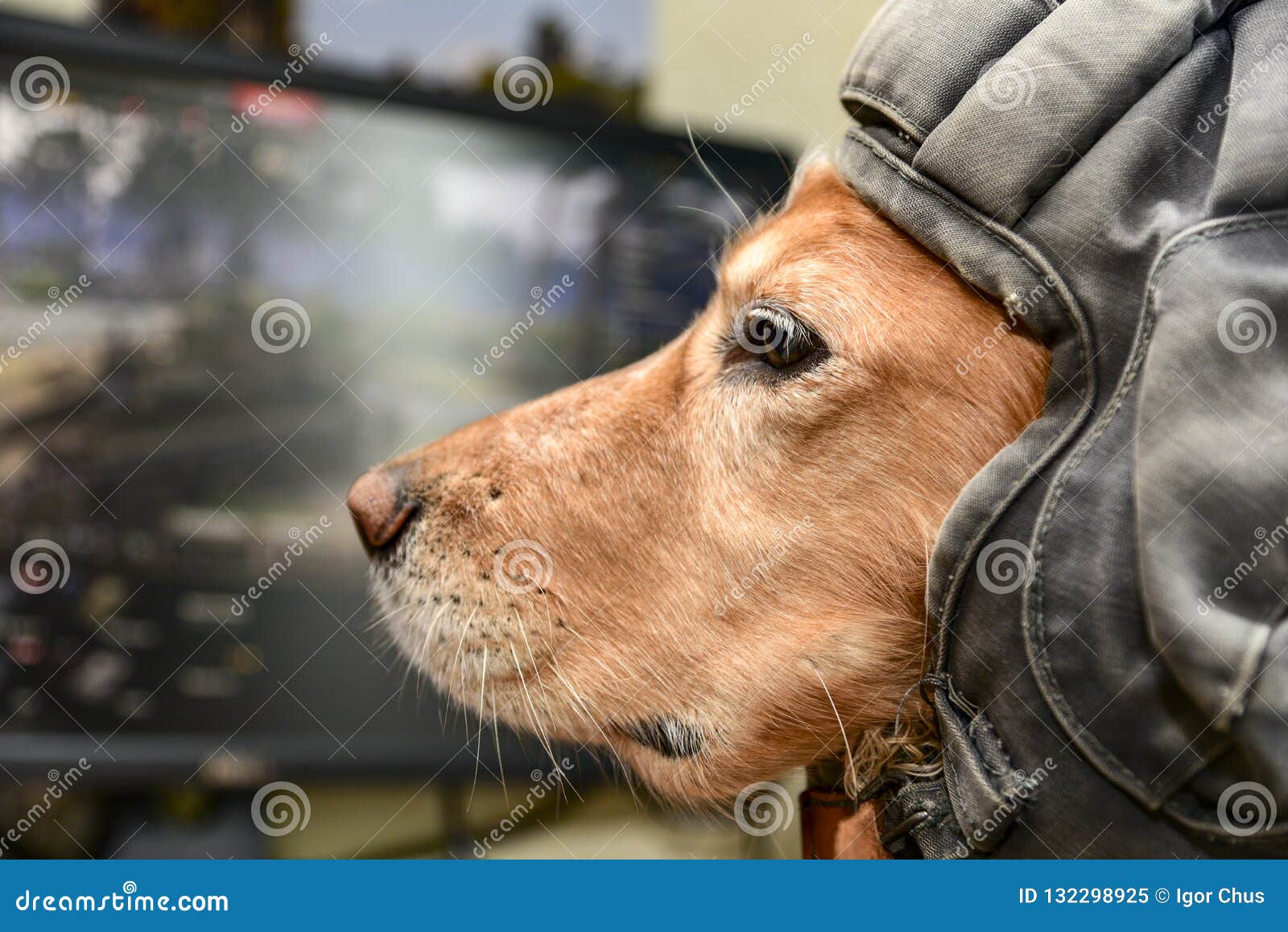 The Dog Plays the Computer Game 2019 Stock Image - Image of puppy ...