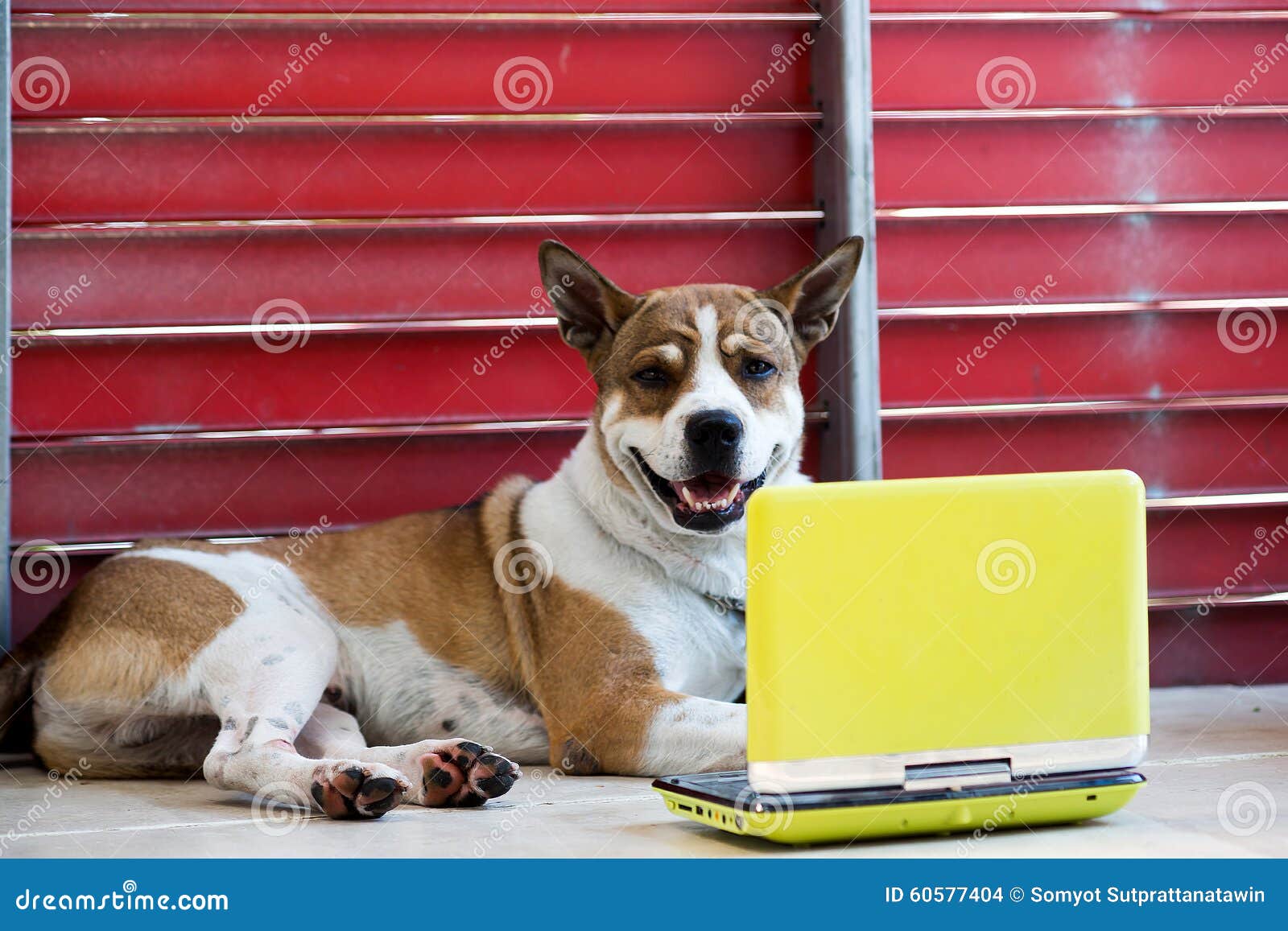 Dog plays computer stock photo. Image of playing, computer - 60577404