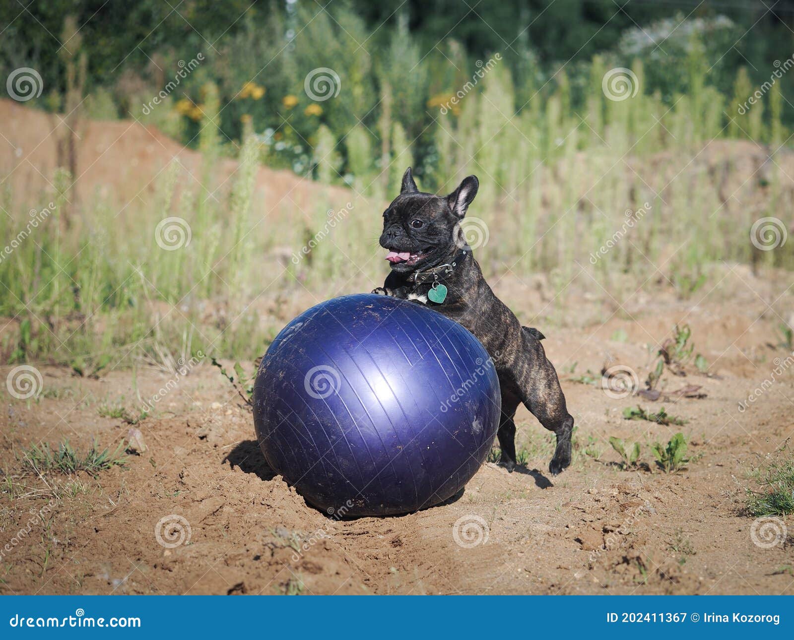 Dog Plays with a Huge Inflatable Ball Stock Image - Image of summer ...