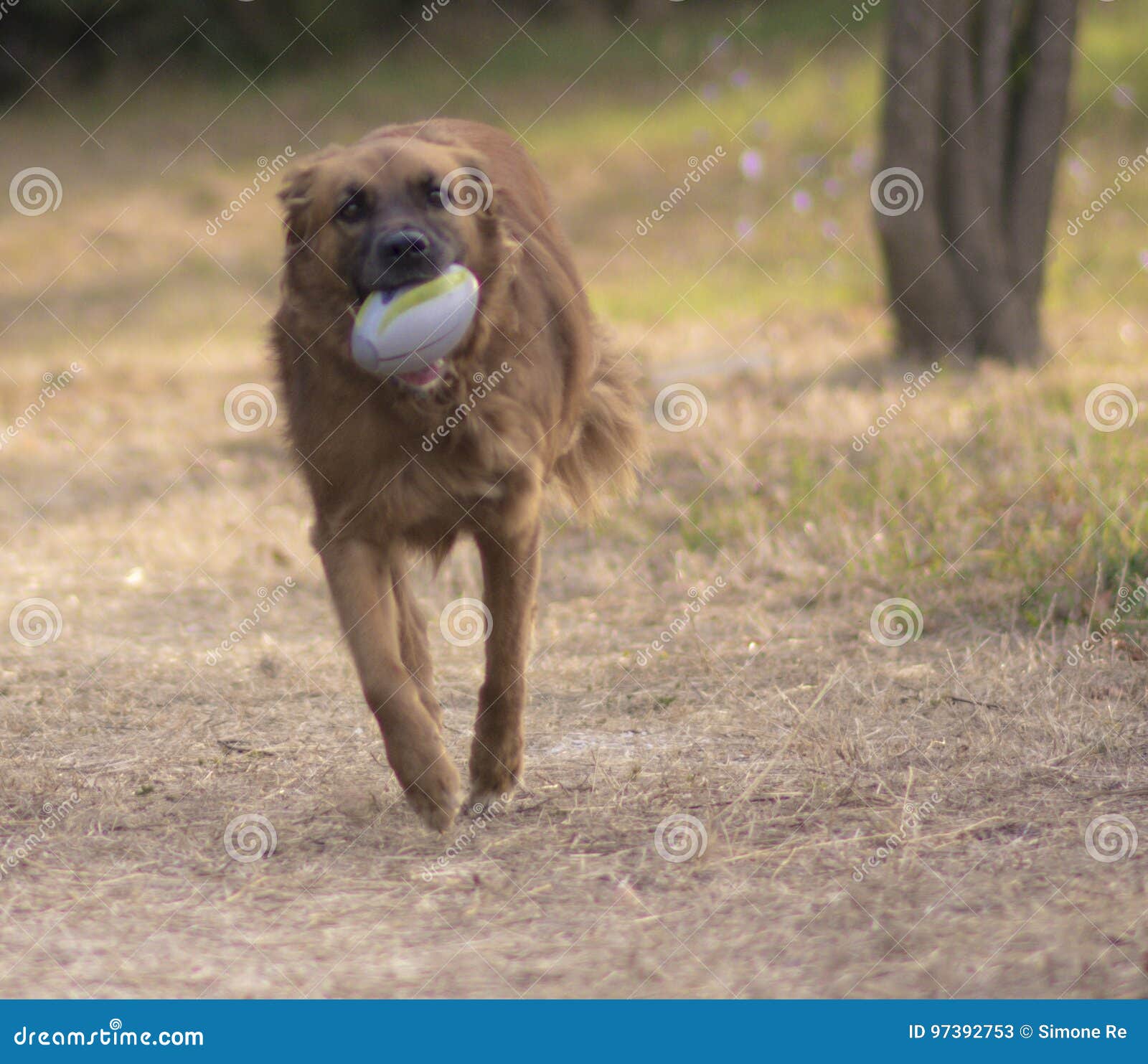Dog Plays in the Park with the Ball Stock Image - Image of ball, brown ...