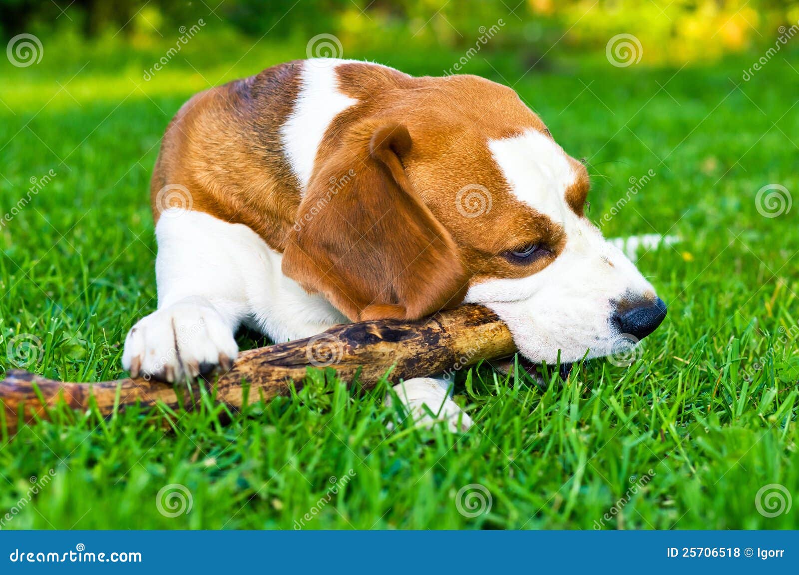 Dog plays with a stick stock photo. Image of mammal, gnaw - 25706518