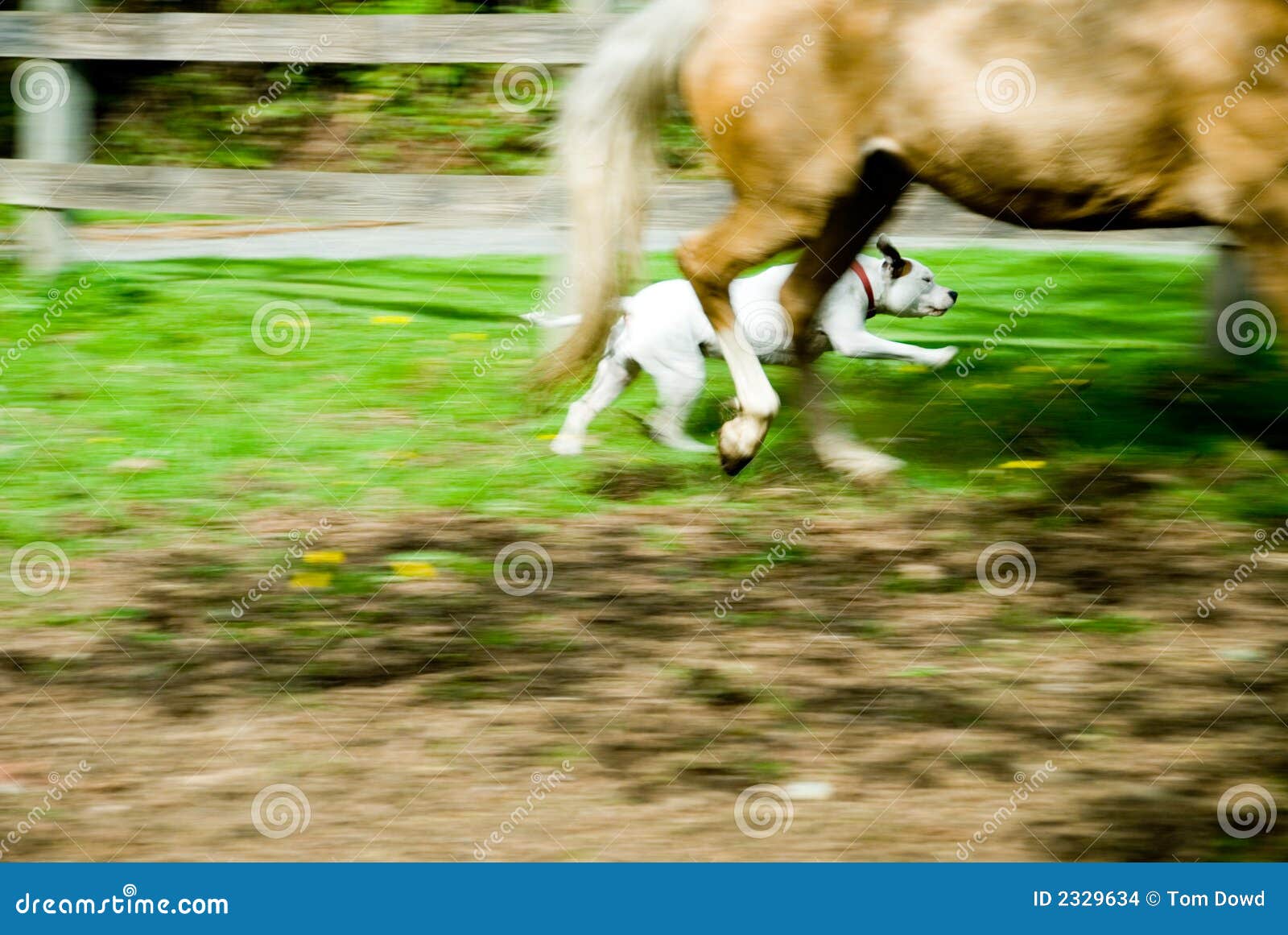Dog and Pony Show stock photo. Image of pitbull, pasture - 2329634