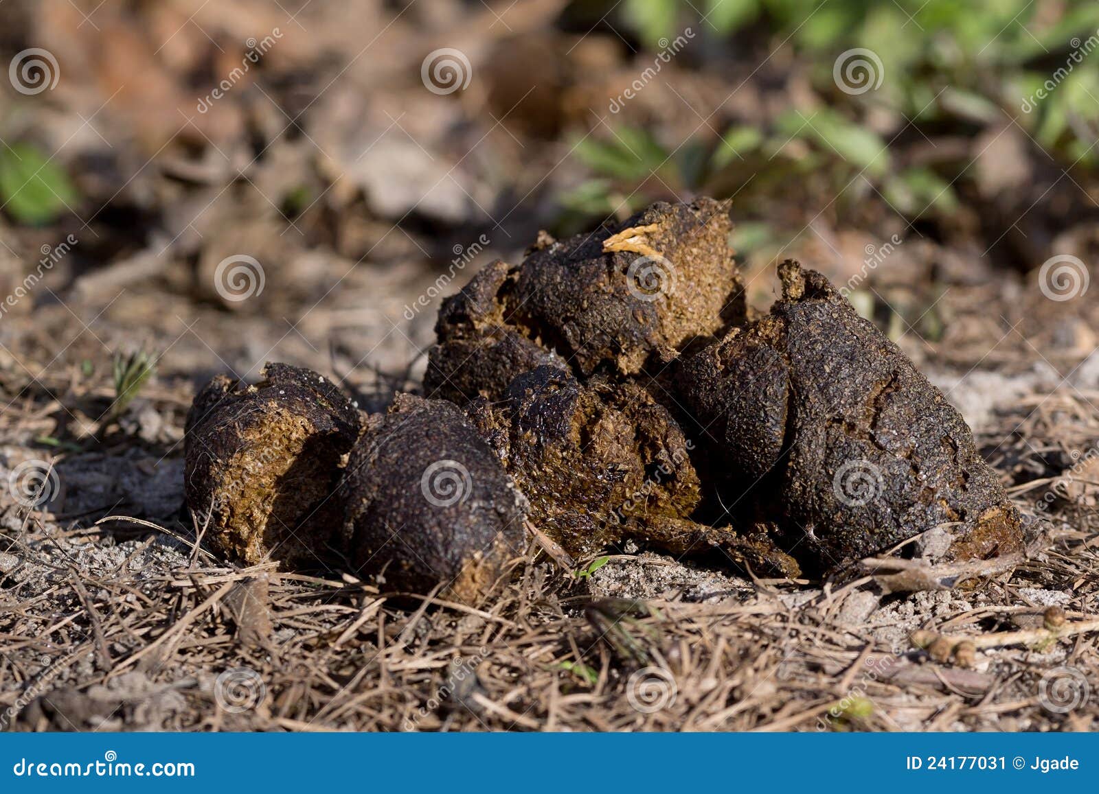 Dog Poo stock image. Image of smell, pooh, disgust, animal - 24177031