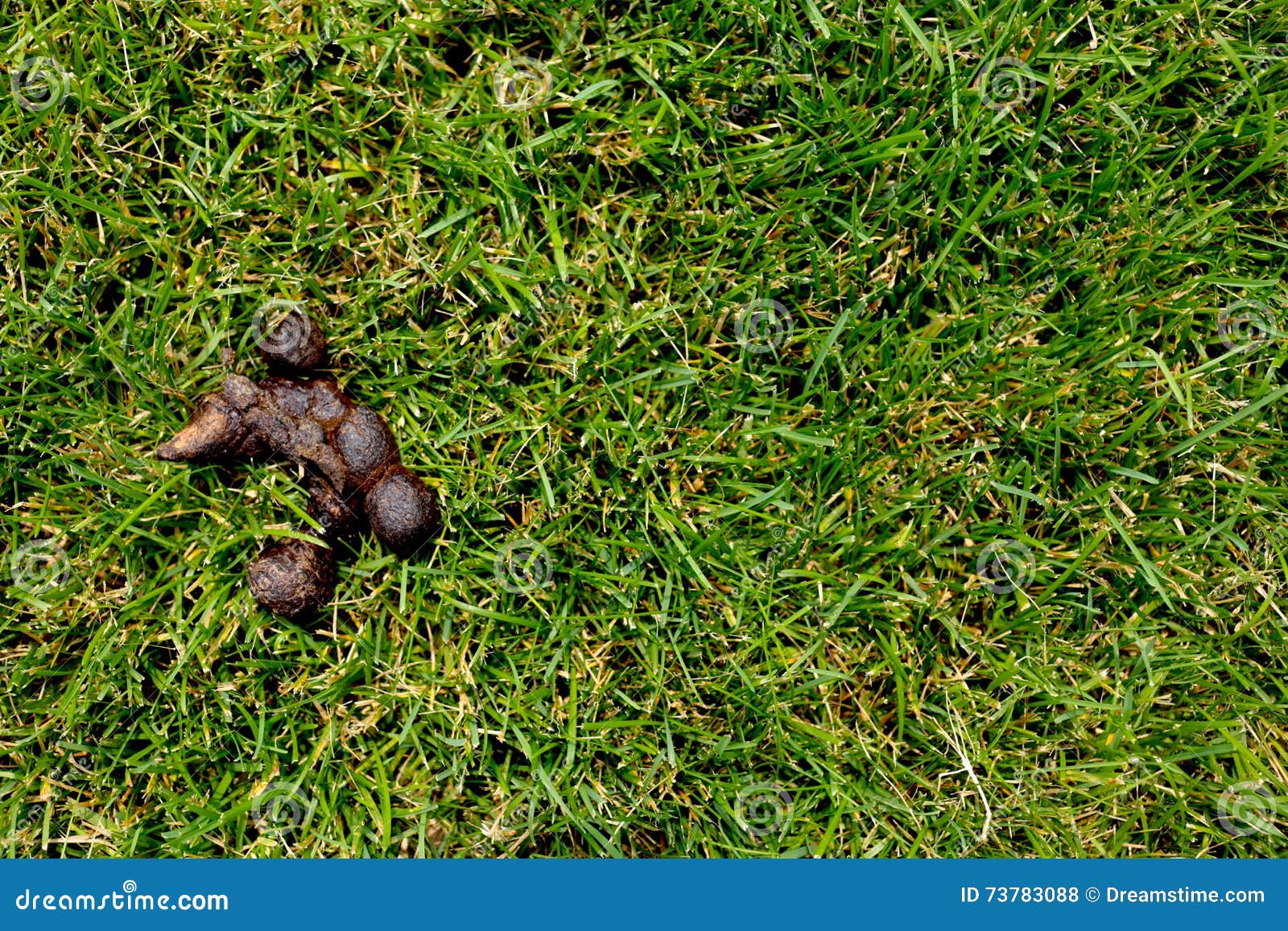 Dog poo stock photo. Image of back, colorful, dirty, grass - 73783088