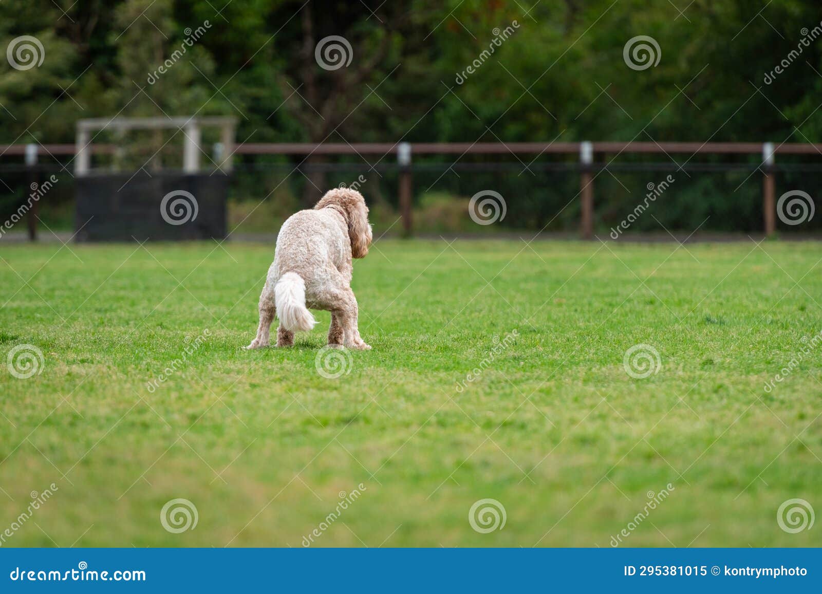 Dog Poo in the Dog Park on the Green Grass Stock Image - Image of black ...